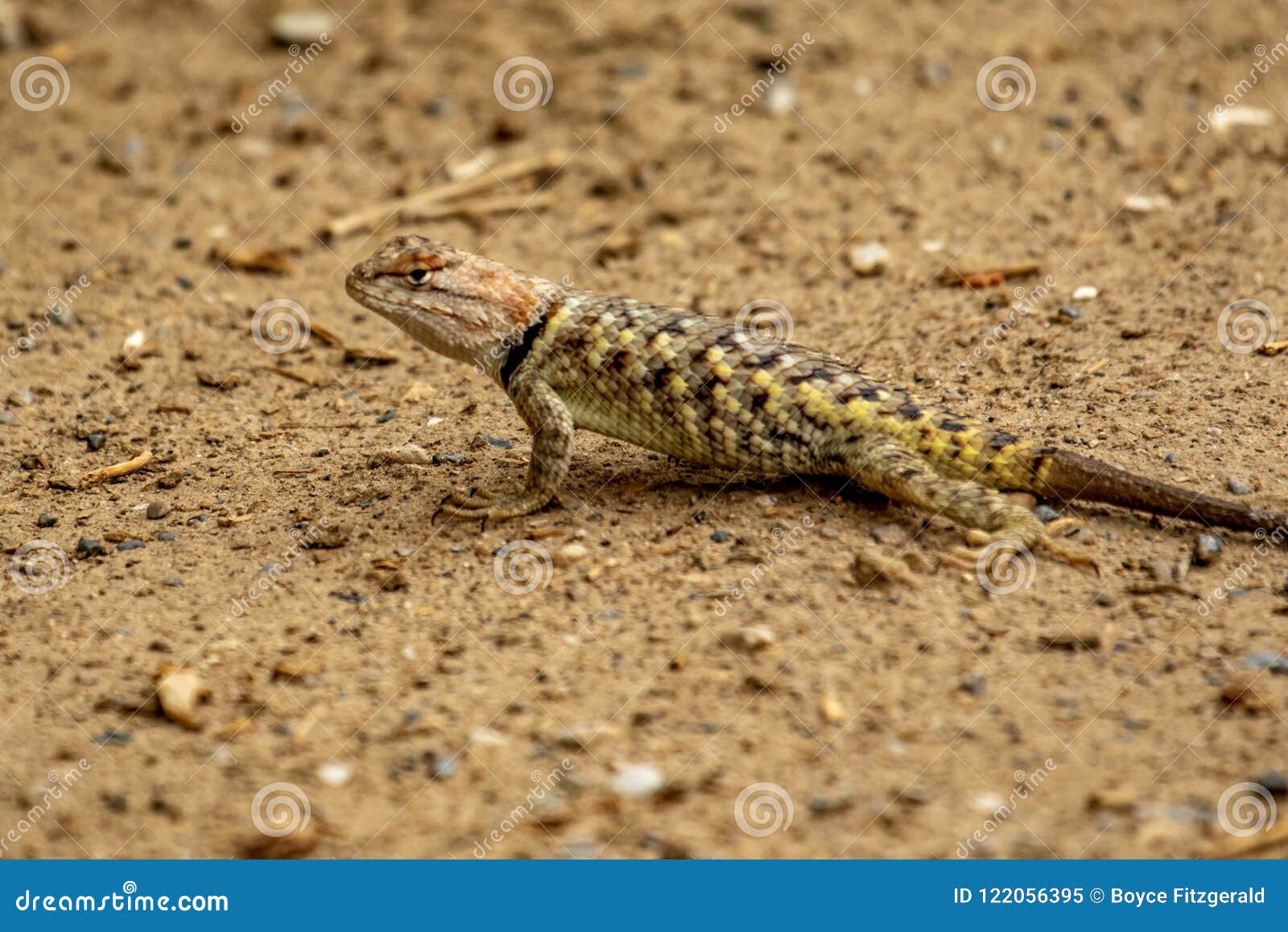 Side View of a Large Lizard in the Nevada Desert Stock Image - Image of ...