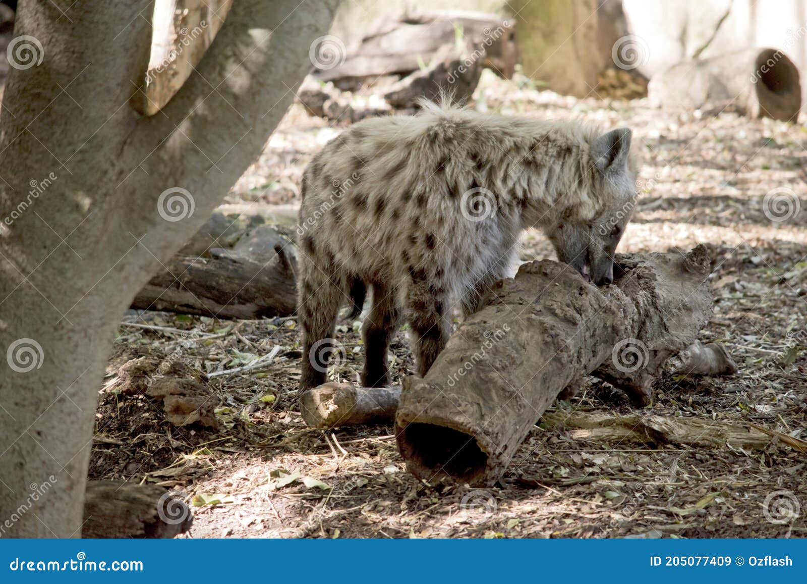This is a Side View of a Spotted Hyena Eating Stock Image - Image of ...
