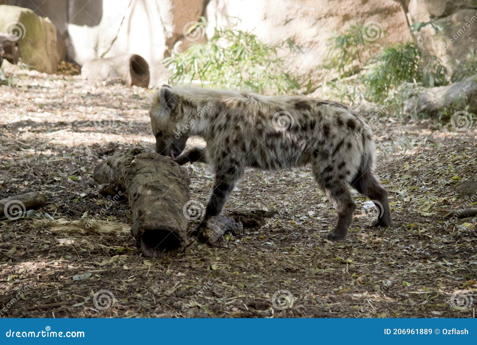 This is a Side View of a Spotted Hyena Eating Stock Image - Image of ...
