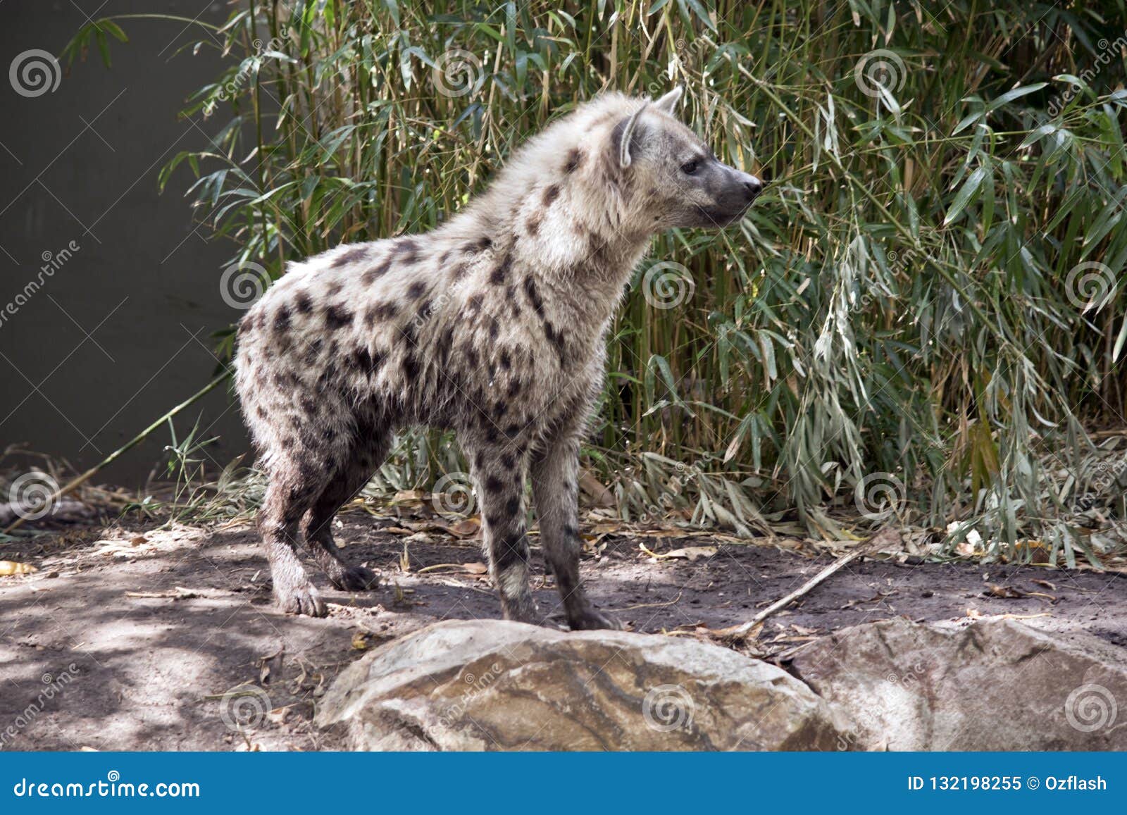 A spotted hyena stock image. Image of subsaharan, animal - 132198255