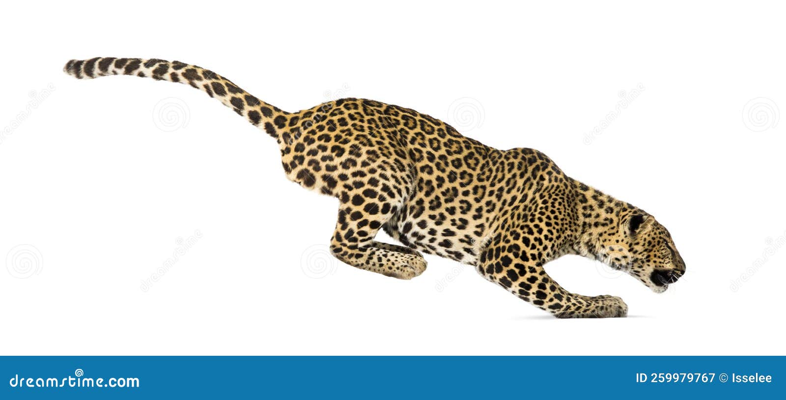 Side View of a Spotted Leopard Leaping, Panthera Pardus, Isolated on ...