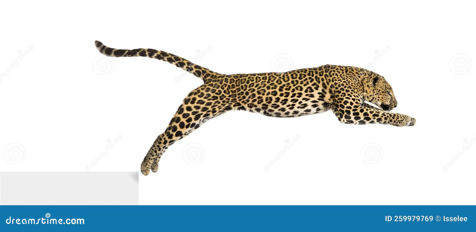 Side View of a Spotted Leopard Leaping, Panthera Pardus, Isolated on ...