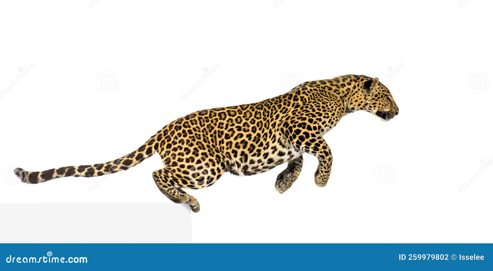 Side View of a Spotted Leopard Leaping, Panthera Pardus, Isolated on ...