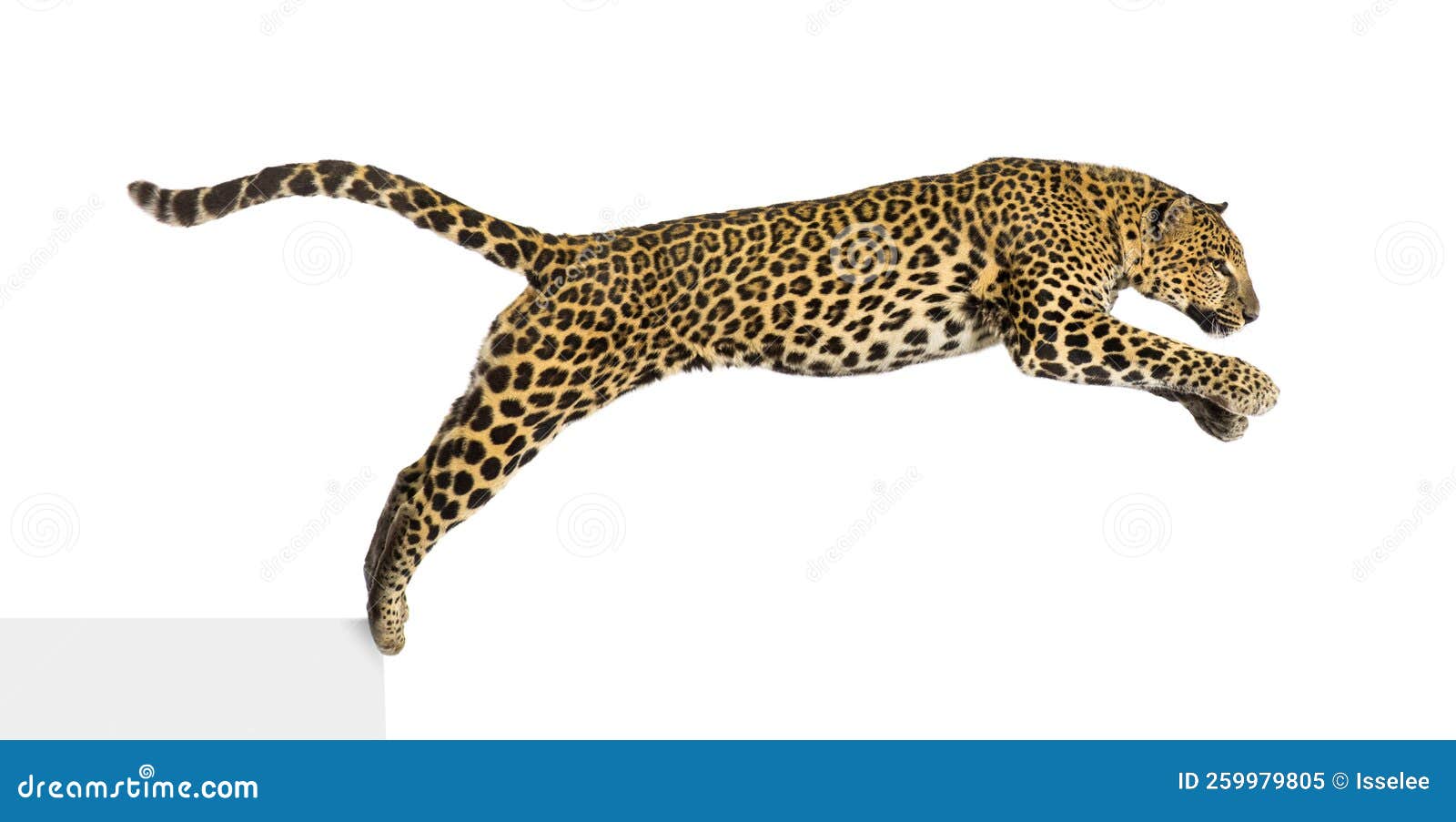 Side View of a Spotted Leopard Leaping, Panthera Pardus, Isolated on ...