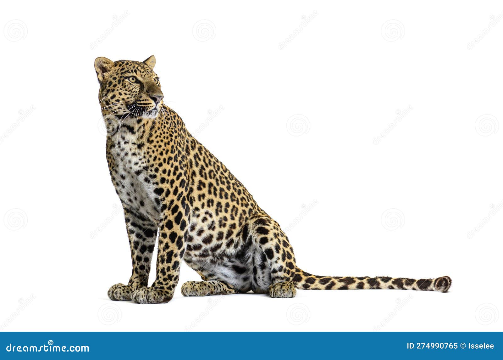 Side View of a Spotted Leopard Sitting in Front and Looking Away ...
