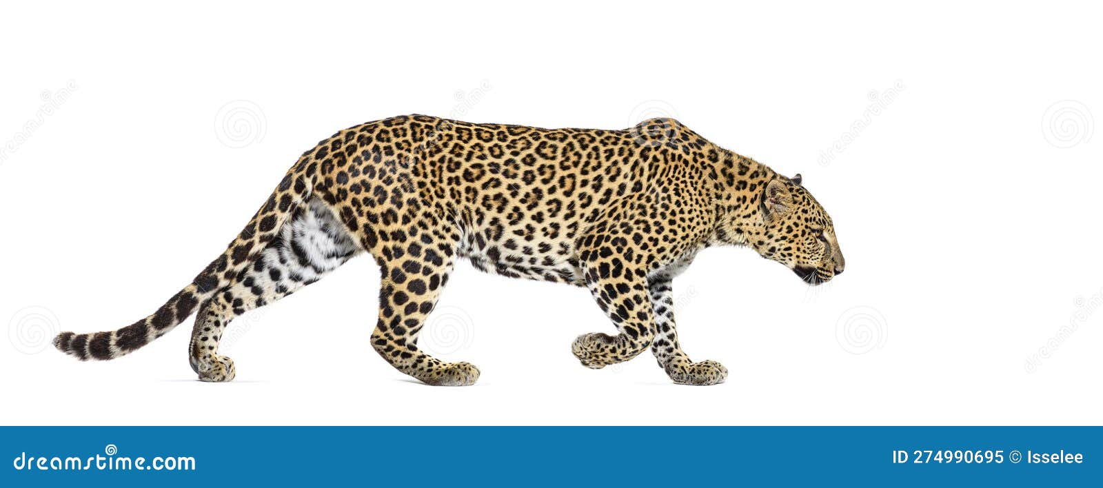 Side View of a Spotted Leopard Walking Away, Panthera Pardus, Isolated ...