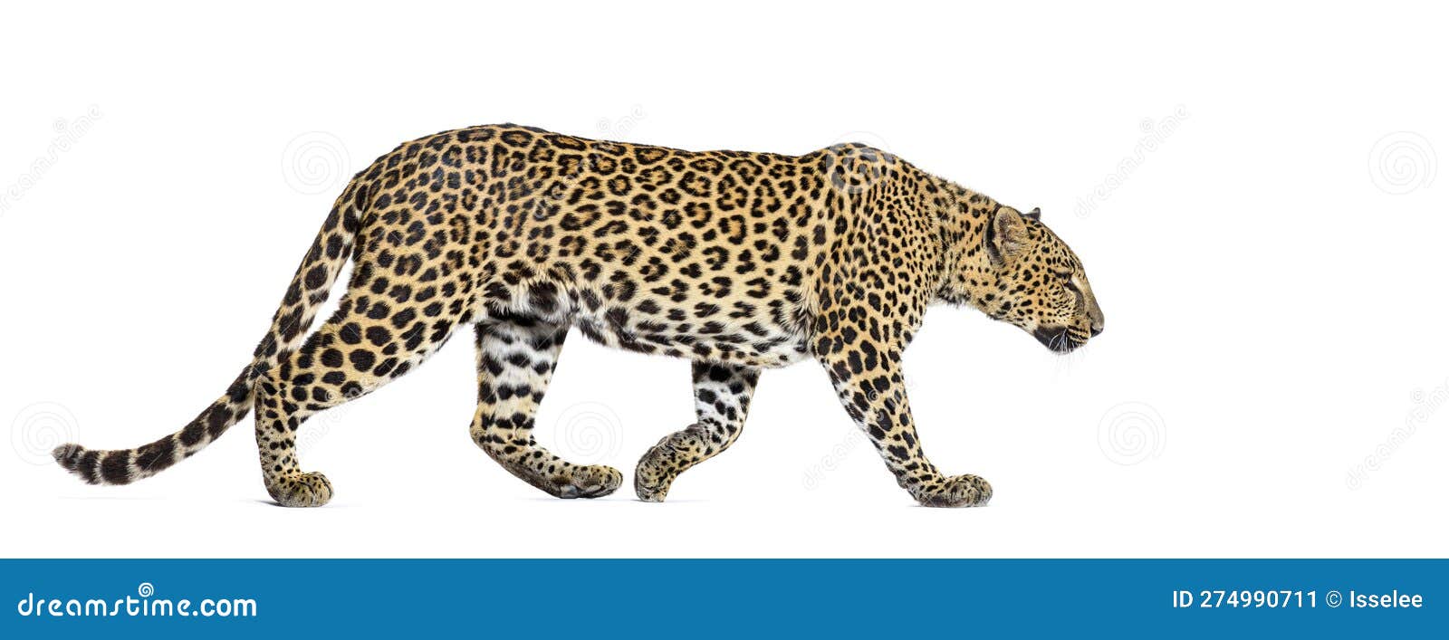 Side View of a Spotted Leopard Walking Away, Panthera Pardus, Isolated ...