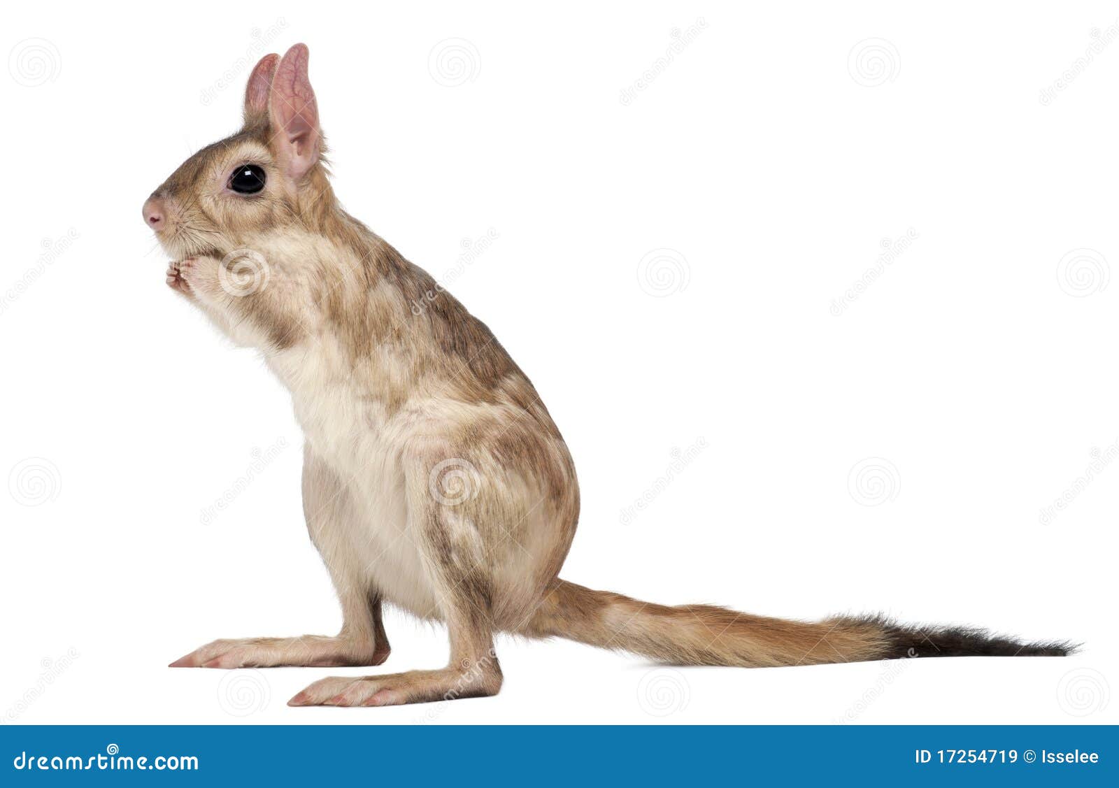 Springhare, Pedetes Capensis, Standing Royalty-Free Stock Photography ...