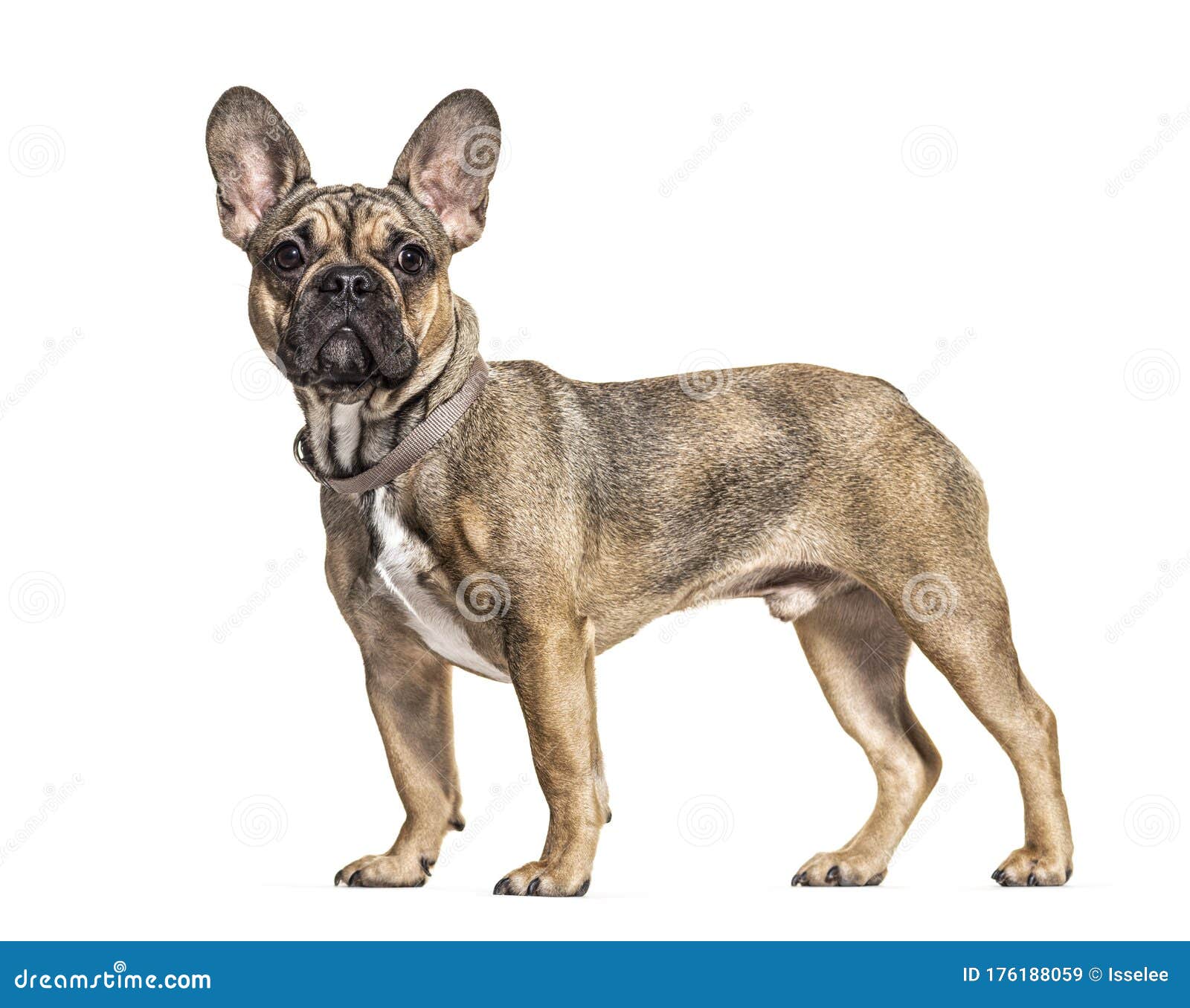 Side View on a Standing Brown French Bulldog Stock Image - Image of ...