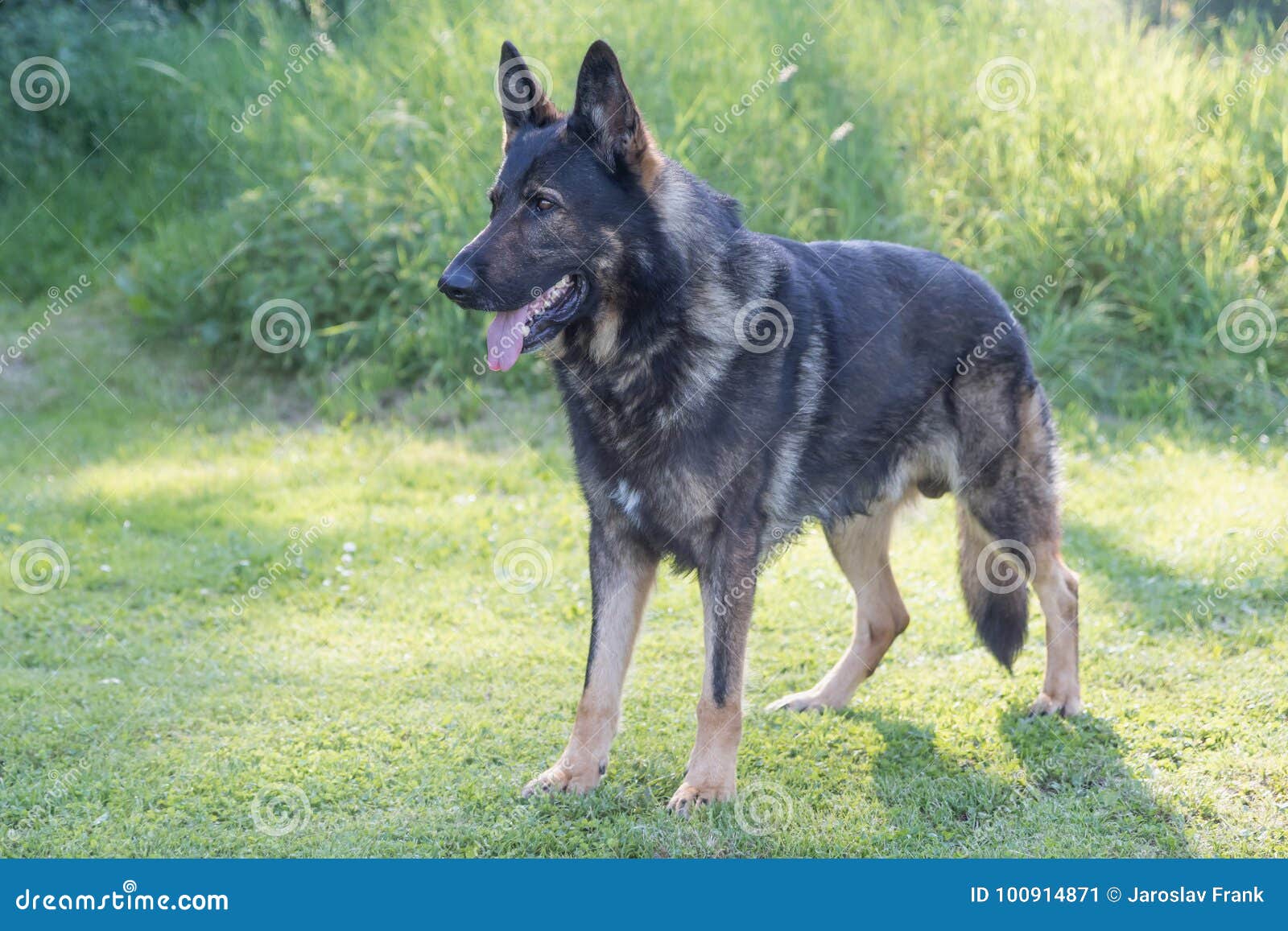 Side View of Standing German Shepherd Dog Stock Image - Image of breed ...