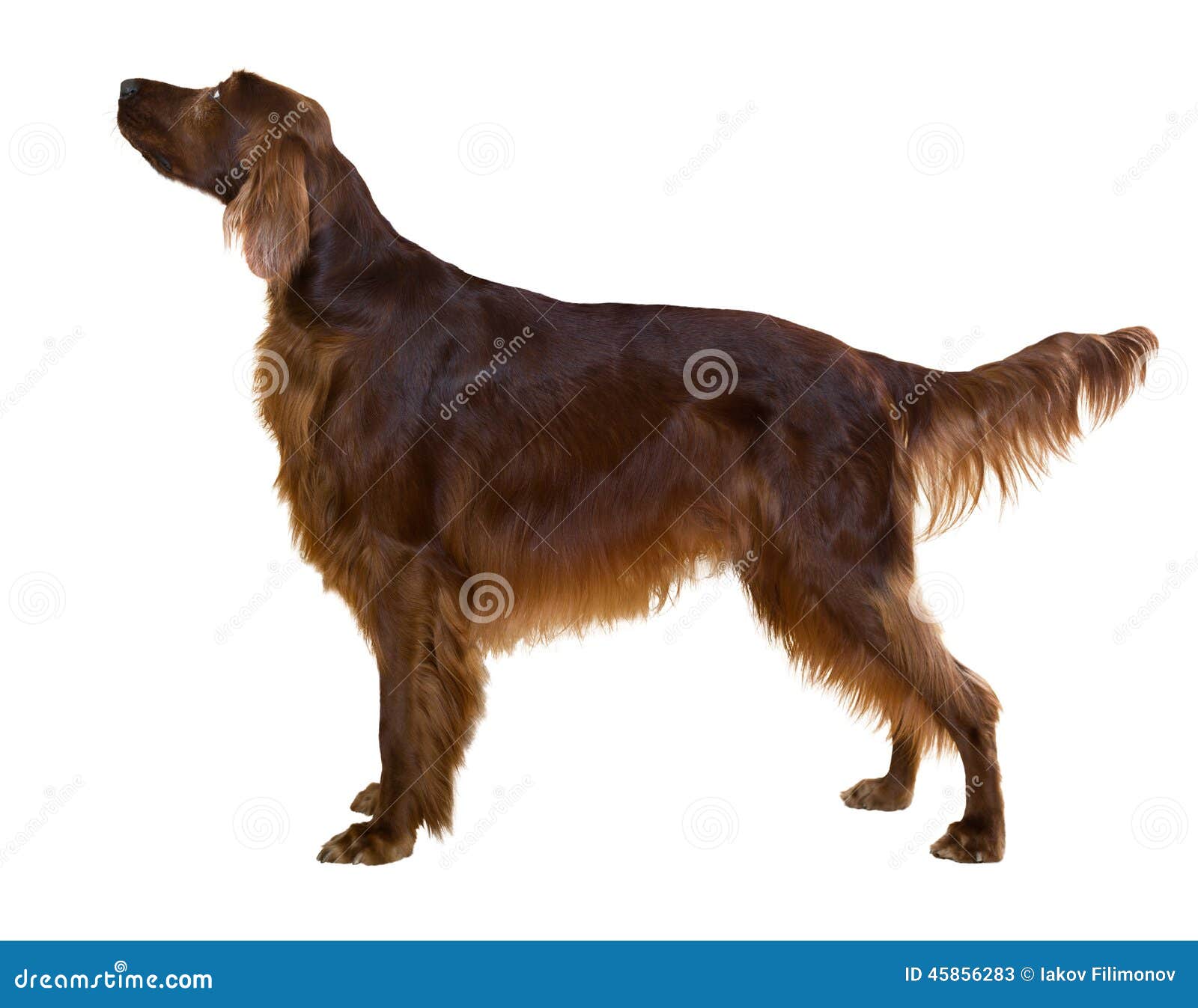 Side View of Standing Male Red Irish Setter Stock Image - Image of tail ...