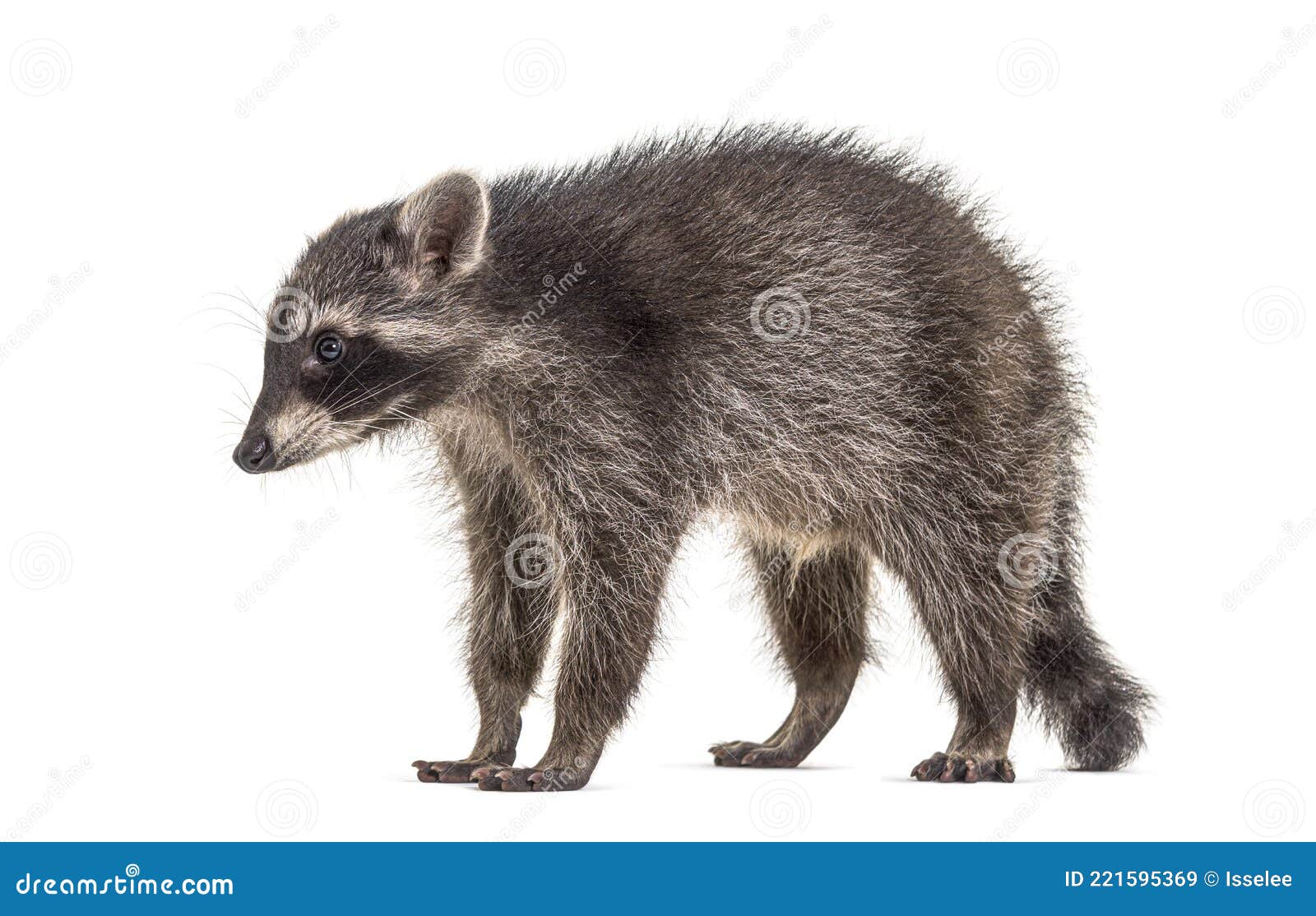 Side View of a Standing Young Raccoon, Isolated Stock Image - Image of ...