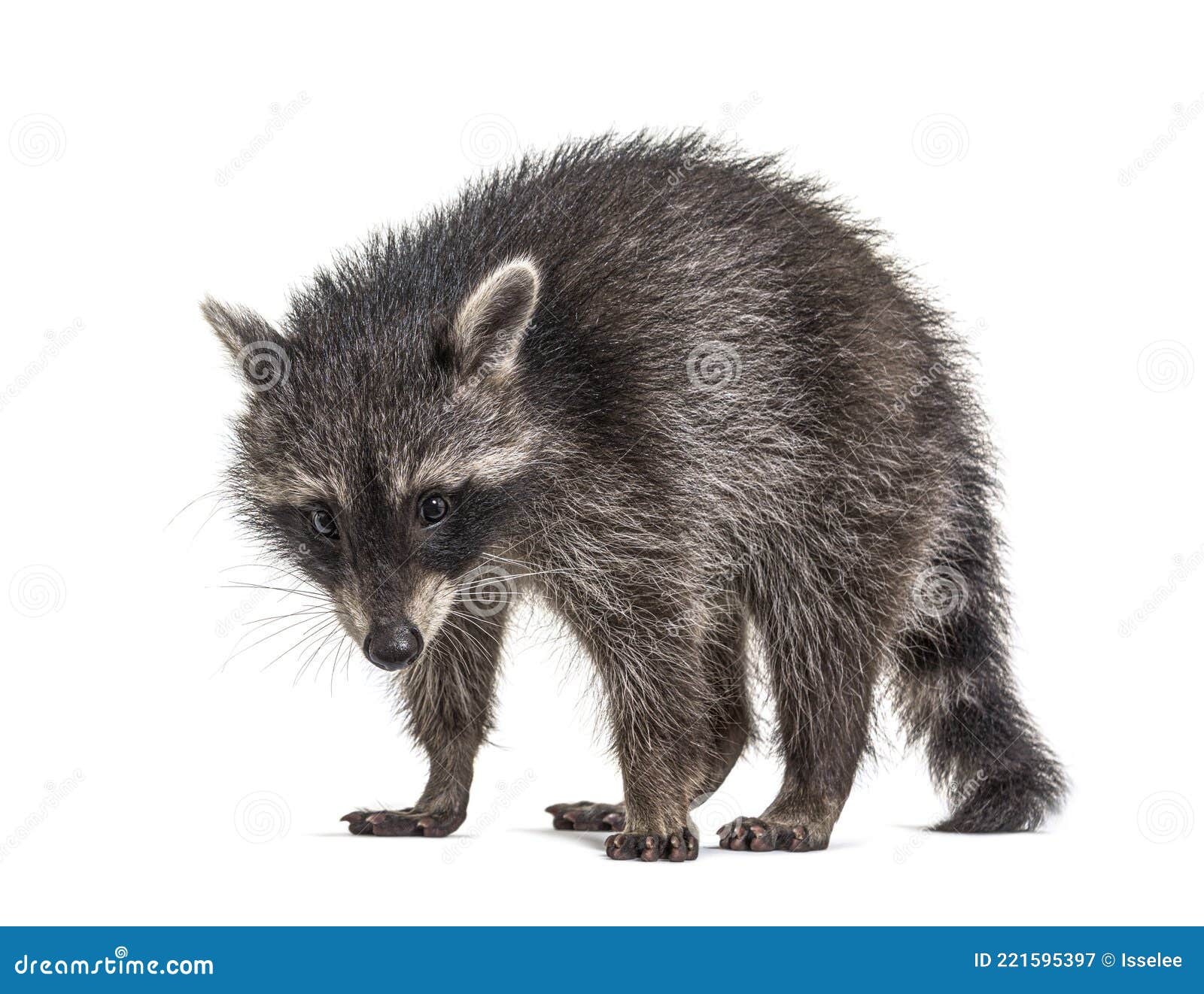 Side View of a Standing Young Raccoon, Isolated Stock Image - Image of ...