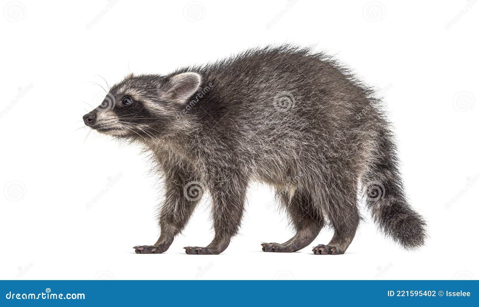 Side View of a Standing Young Raccoon, Isolated Stock Photo - Image of ...