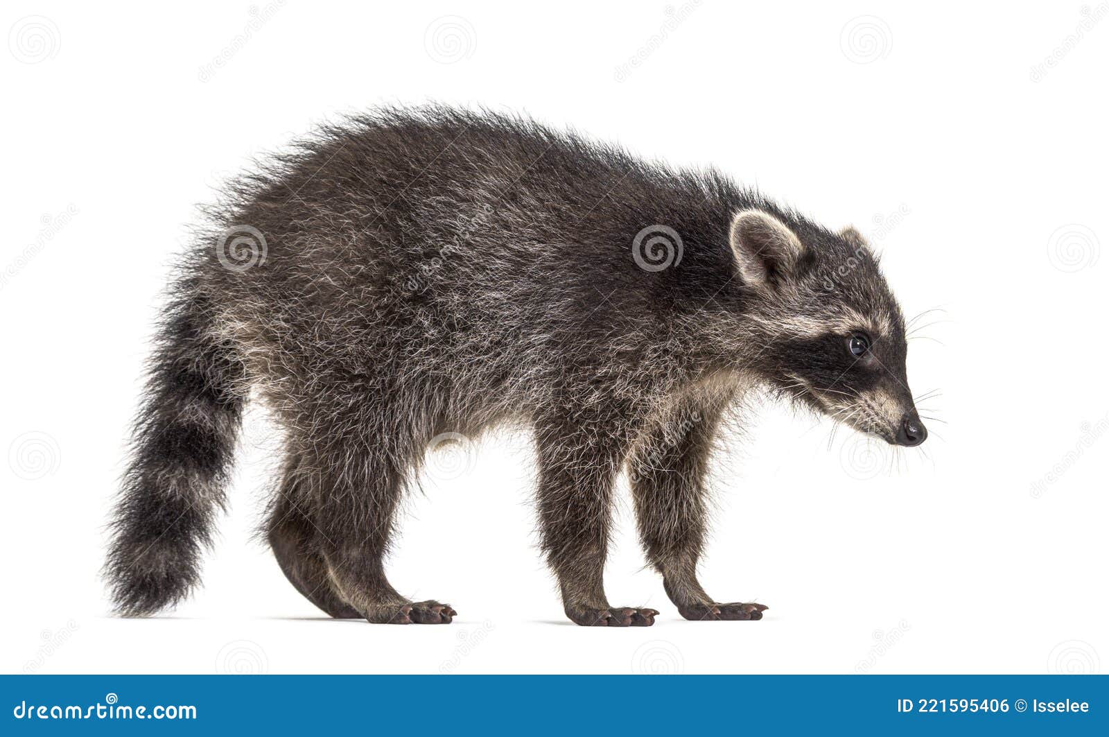 Young Raccoon Standing In Front And Facing Stock Photography ...