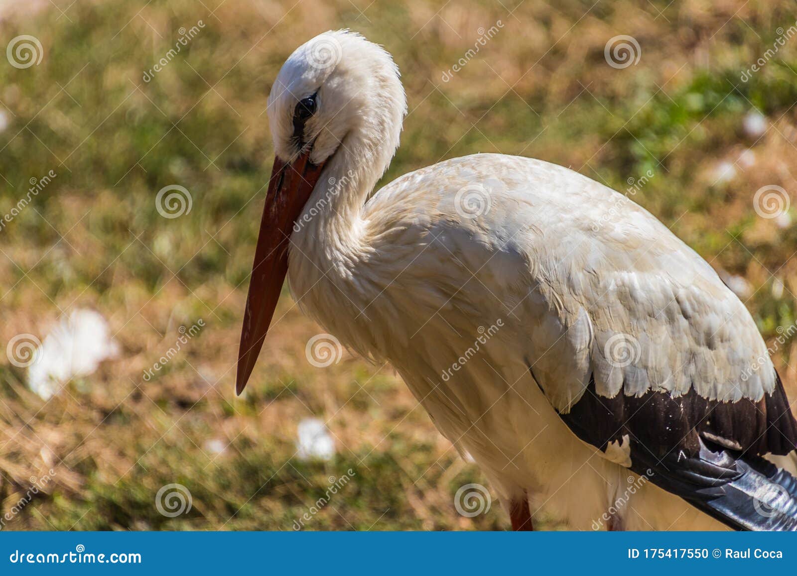 Side View of a Stork Sitting on the Grass Stock Photo - Image of ...