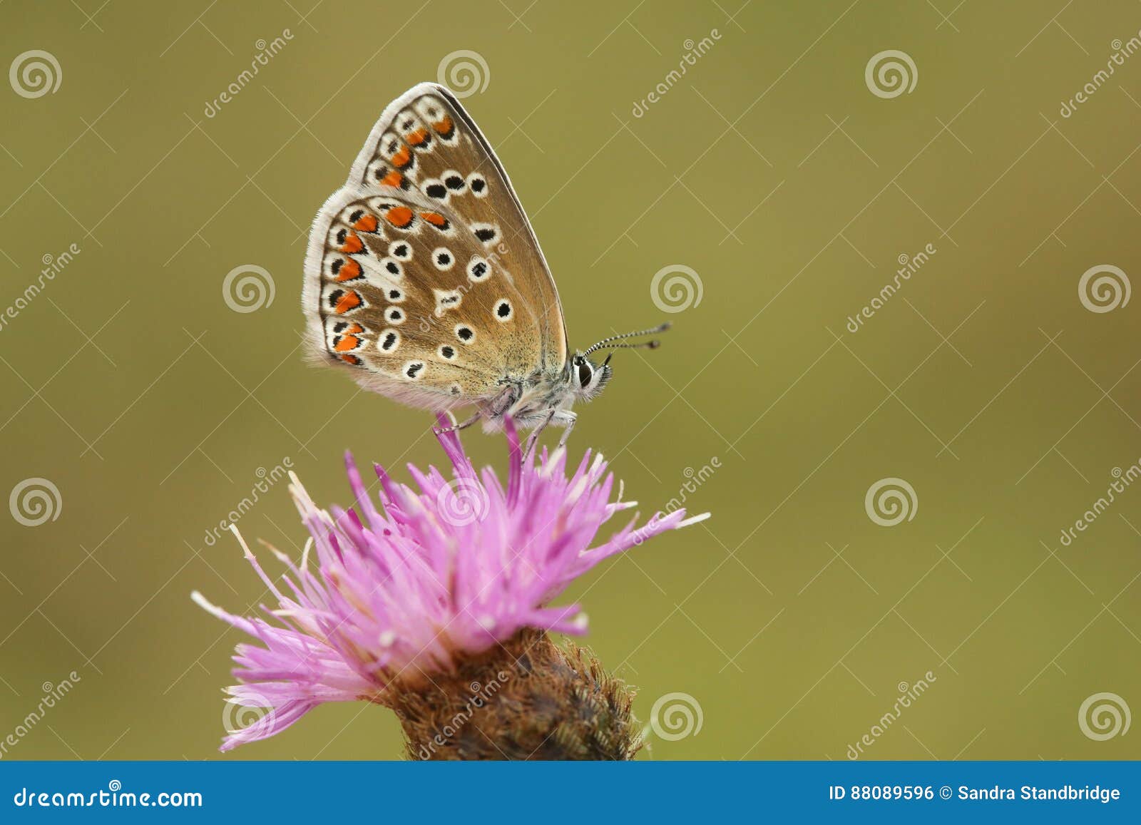 The Side View of a Stunning Common Blue Butterfly, Polyommatus Icarus ...