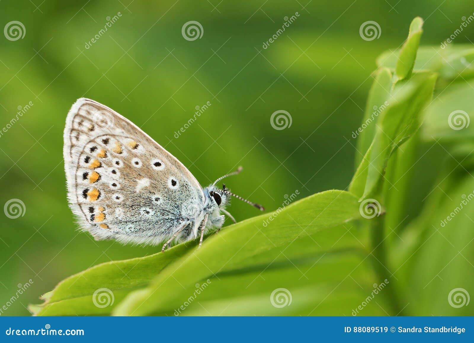 The Side View of a Stunning Common Blue Butterfly, Polyommatus Icarus ...