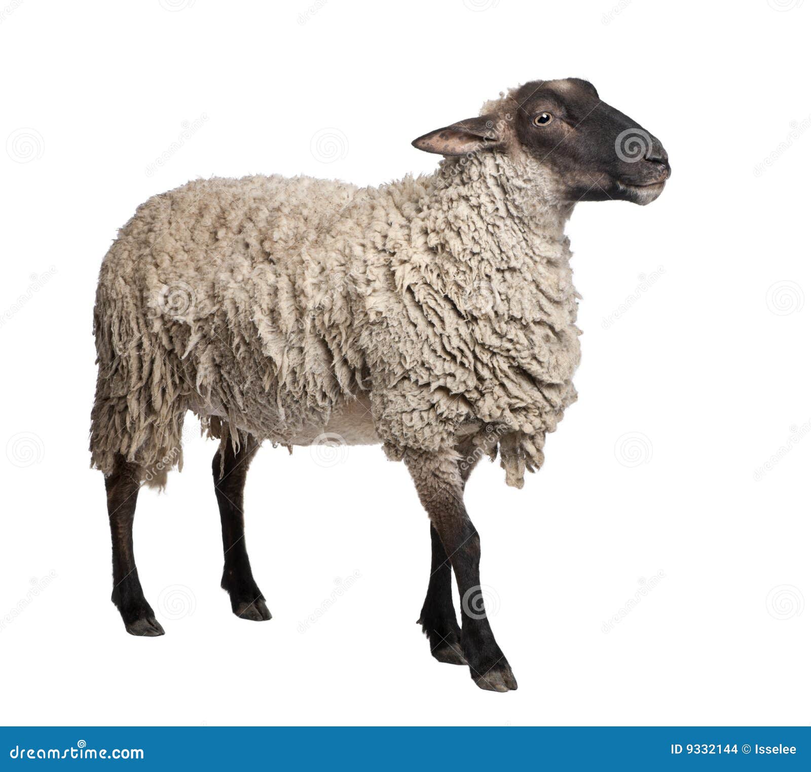 Side View of a Suffolk Sheep - (6 Years Old) Stock Photo - Image of ...