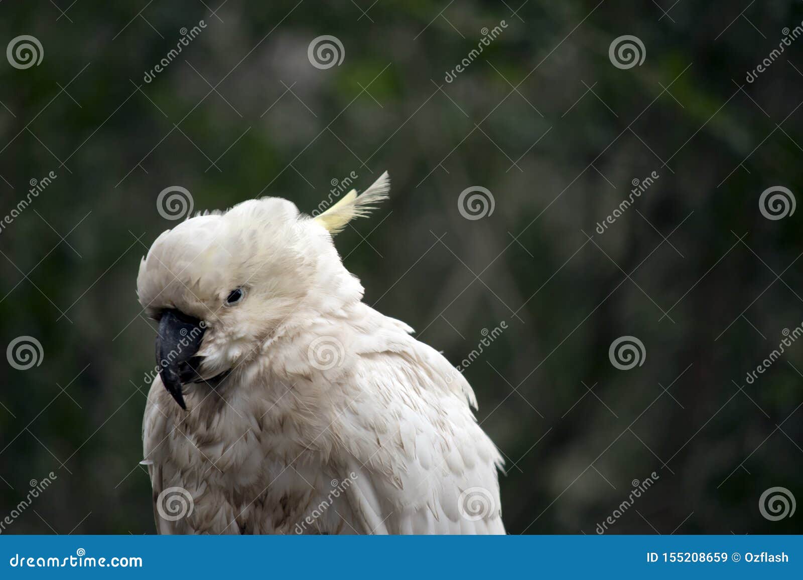 This is a Side View of a Sulphur Crested Cockatoo Stock Image - Image ...