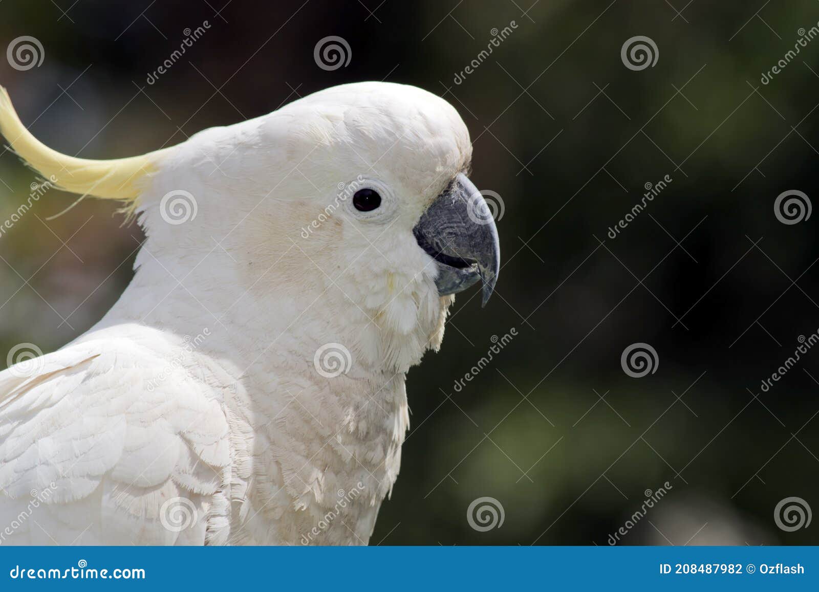 This is a Side View of a Sulphur Crested Cockatoo Stock Photo - Image ...