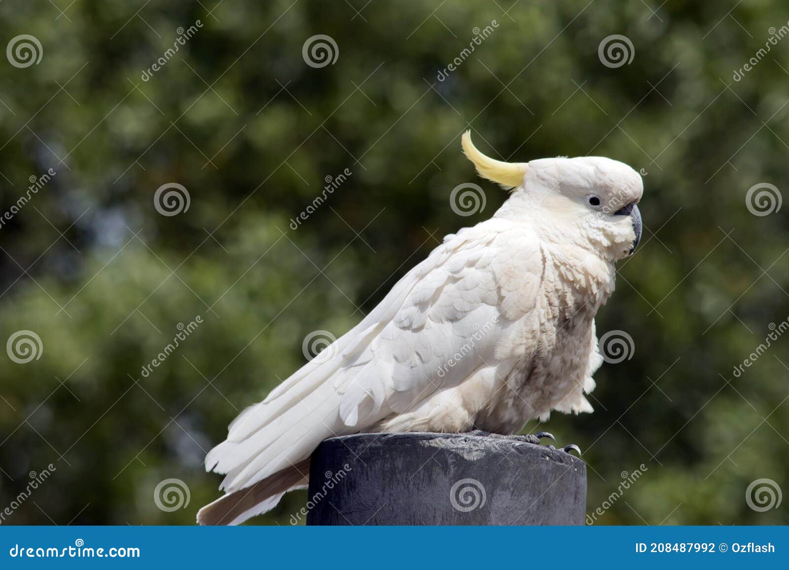 This is a Side View of a Sulphur Crested Cockatoo Stock Photo - Image ...