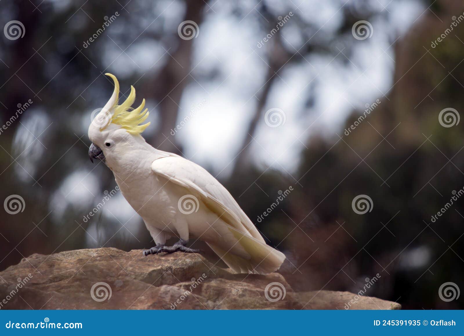 This is a Side View of a Sulphur Crested Cockatoo Stock Image - Image ...