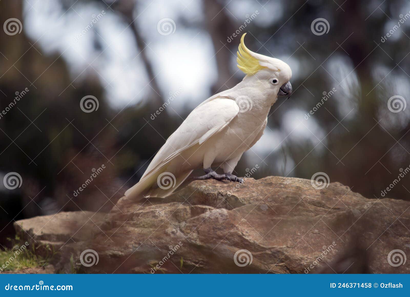 This is a Side View of a Sulphur Crested Cockatoo Stock Photo - Image ...