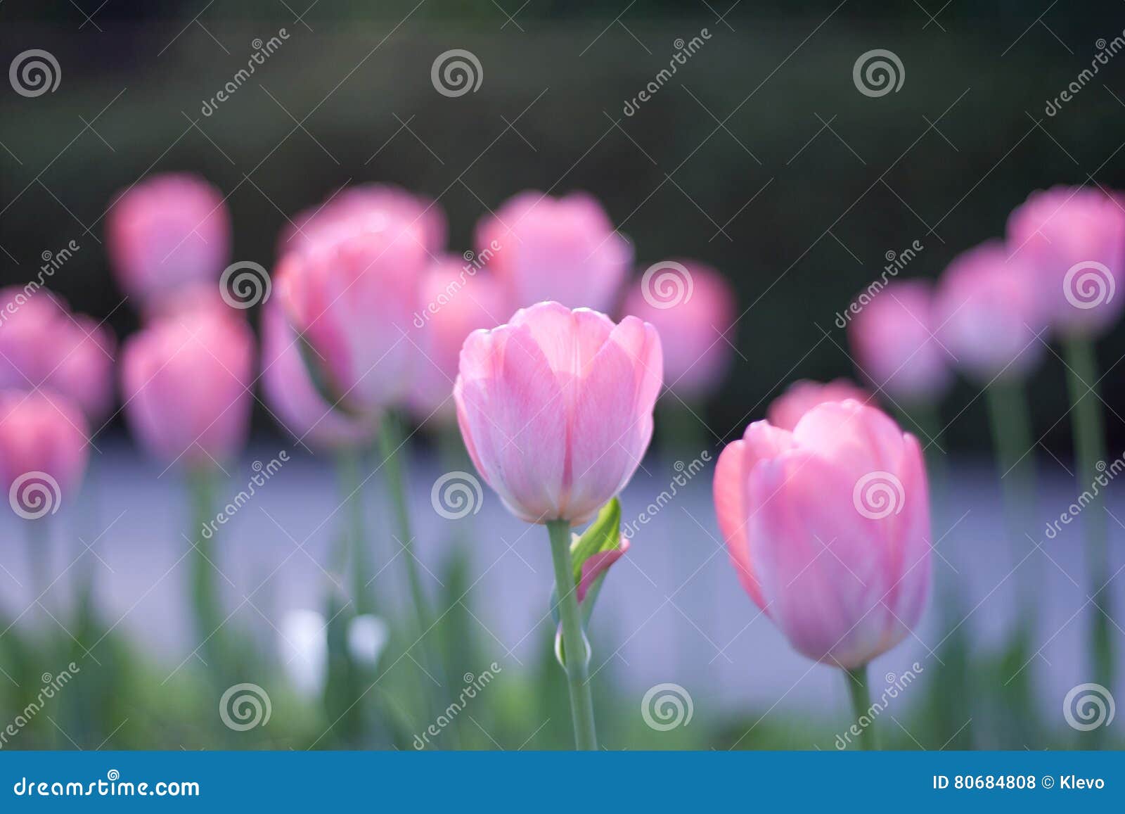Side View of the Sun Rising on the Opened Buds Pink Tulip Stock Photo ...