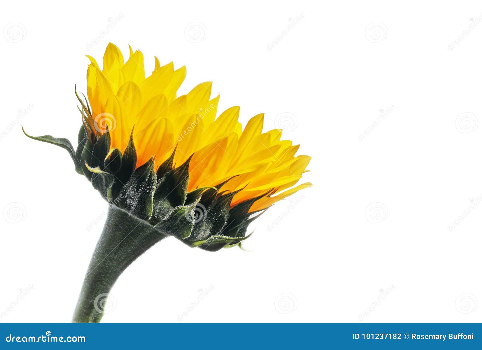 Side View of a Sunflower on White with Copy Space. Stock Photo - Image ...