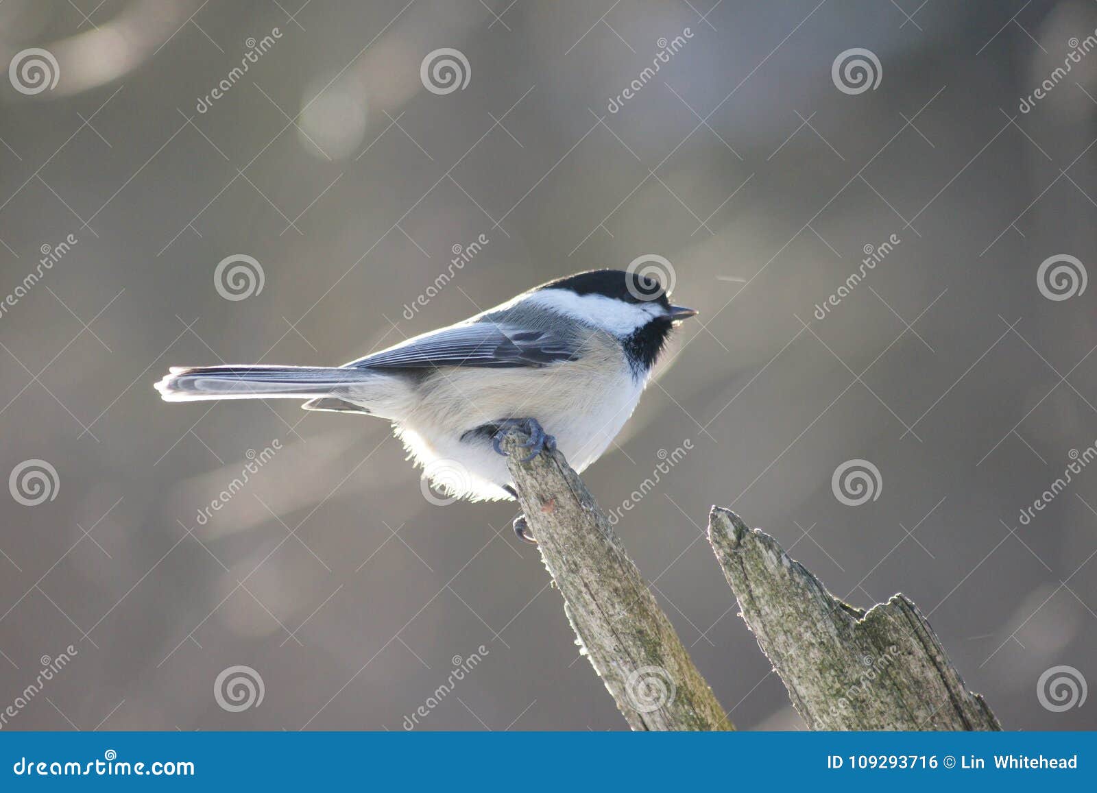 Side view chickadee. stock photo. Image of capped, outdoors - 109293716