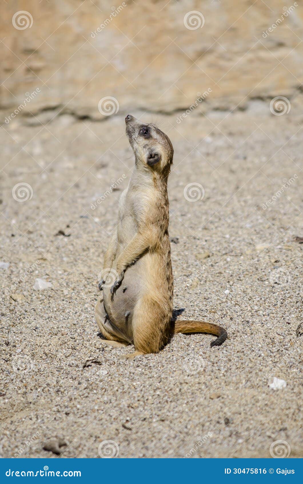 Suricate Looking Right At Her Animal Friends With Her Nose Hurt, At The ...