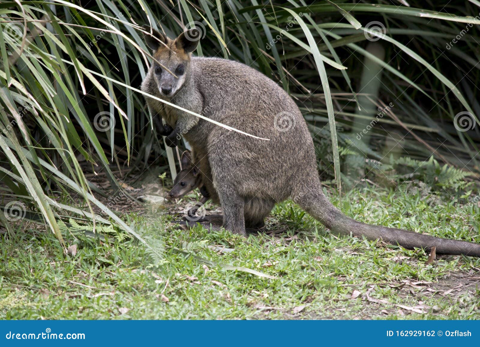 This Is A Side View Of A Swamp Wallaby With Her Joey In The Pouch Stock