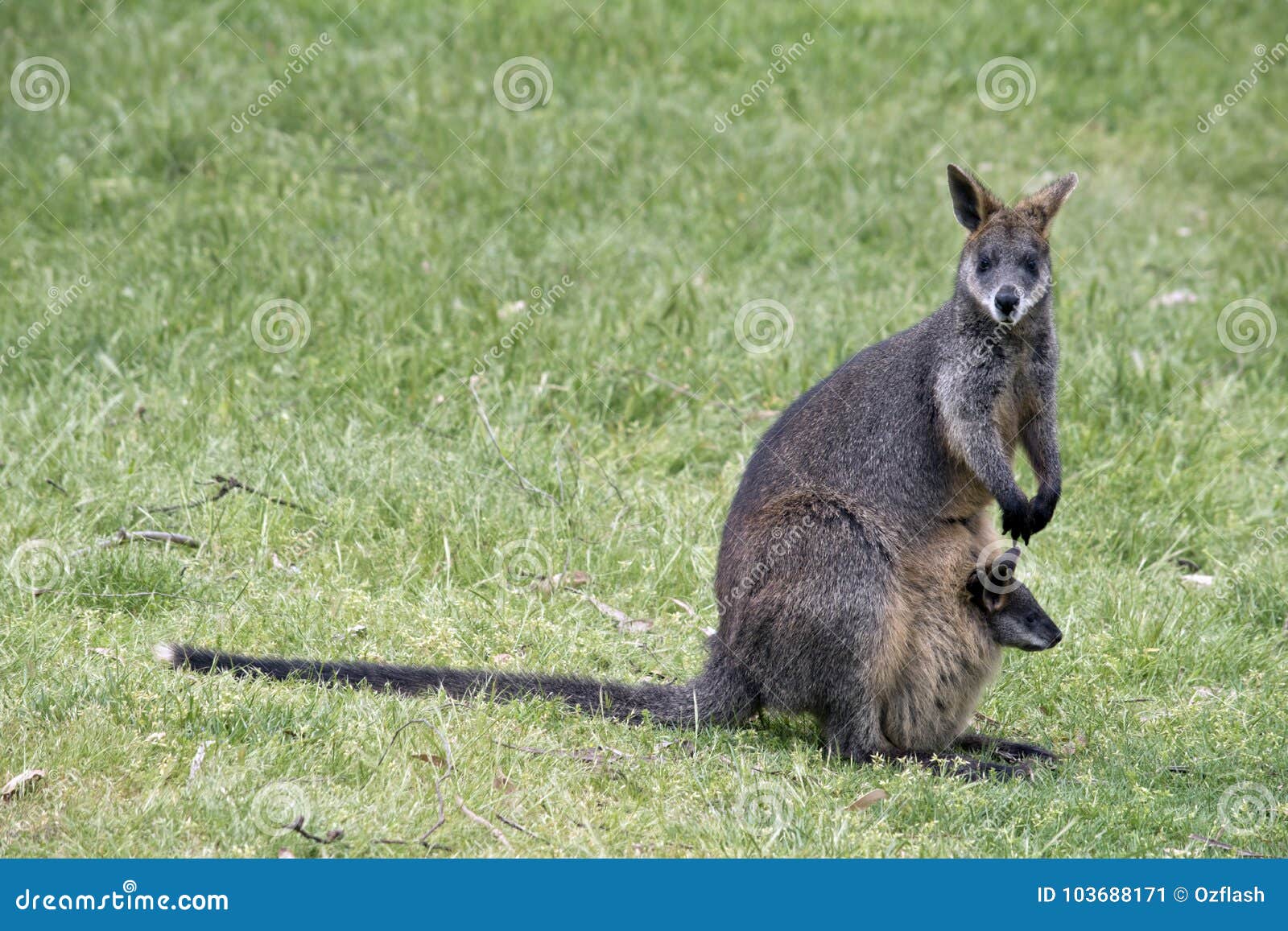 Swamp wallaby with joey stock image. Image of tail, claws - 103688171