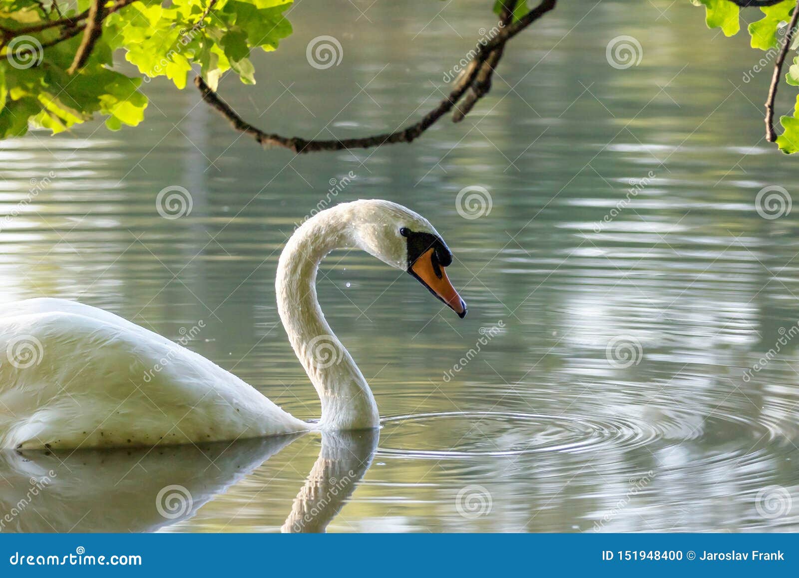 Side View of the Swan on the Lake Stock Photo - Image of light, tree ...