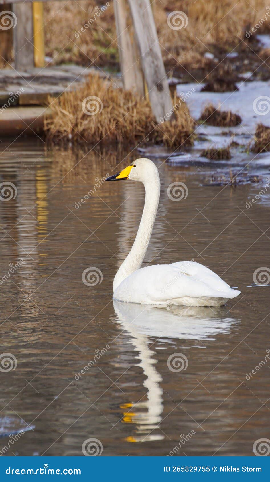 Side View of Swan Swimming on Lake Stock Image - Image of winter ...