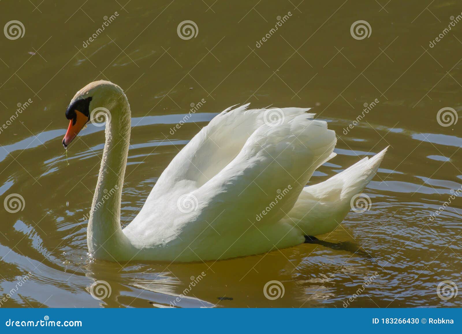 Side View of a Swan Swimming on a Lake in Backlight Stock Photo - Image ...