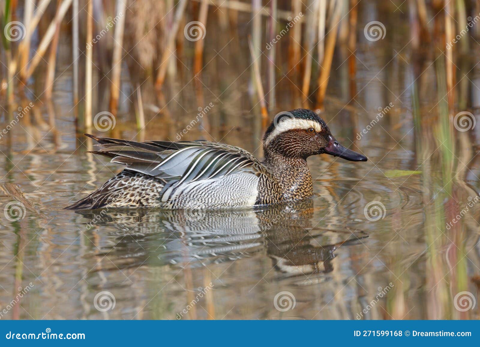 Side View Swimming Male Garganey Duck (anas Querquedula Stock Photo ...