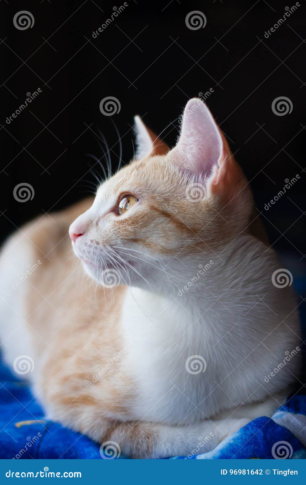 Side view of tabby cat stock photo. Image of cute, beautiful - 96981642