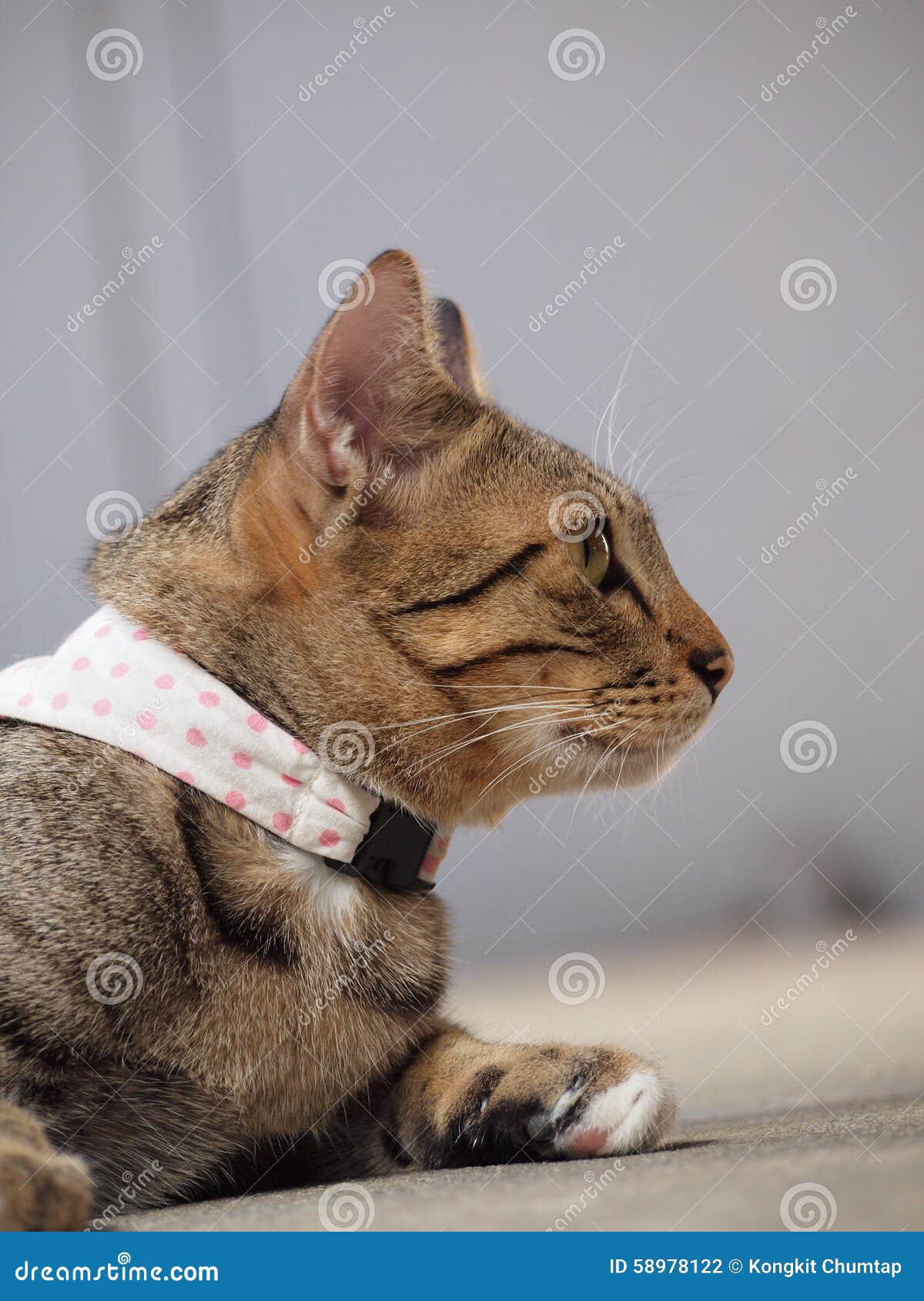 Side view of tabby cat stock photo. Image of collar, laying - 58978122