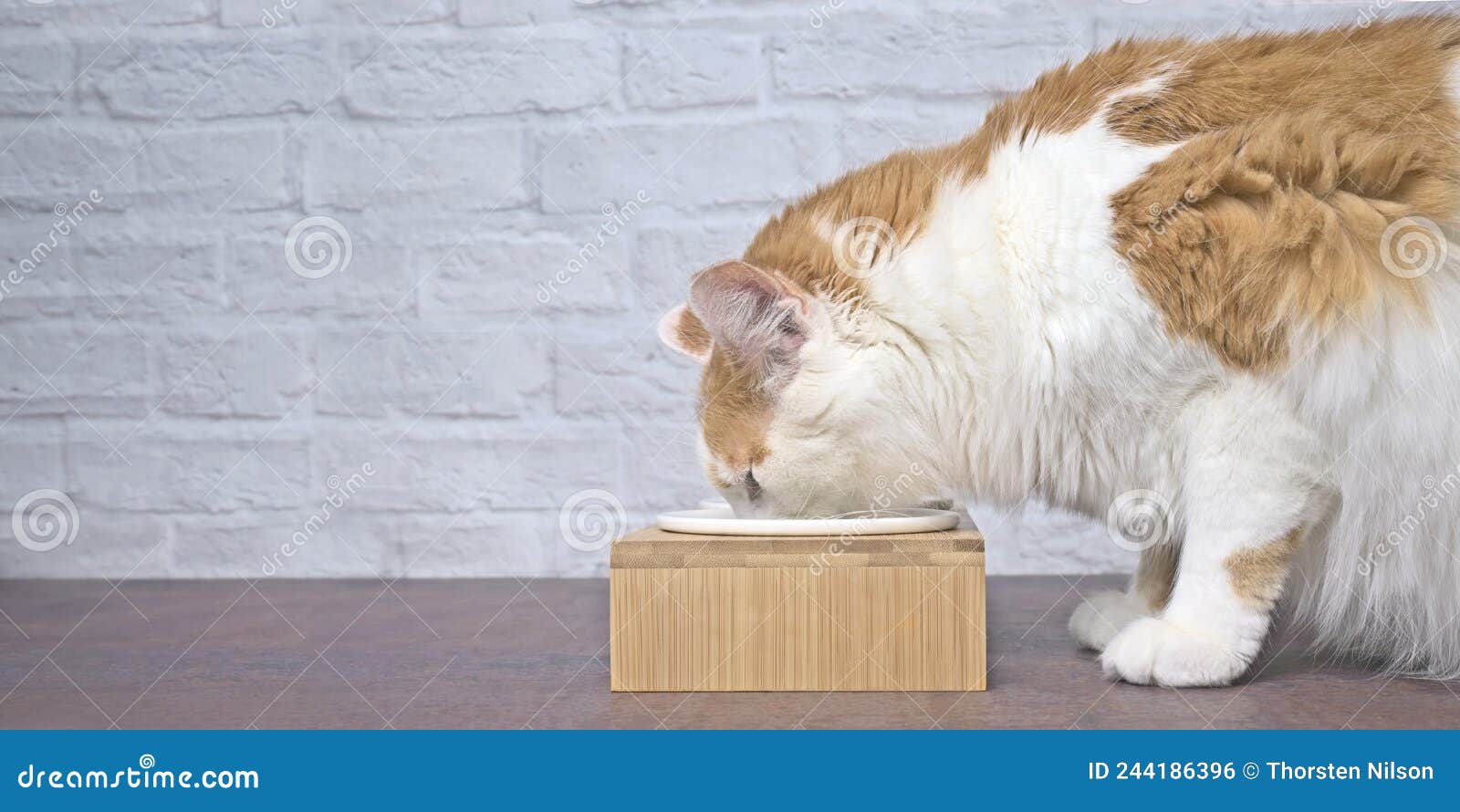 Side View of a Tabby Cat Eating Food from a Food Bowl. Stock Photo ...