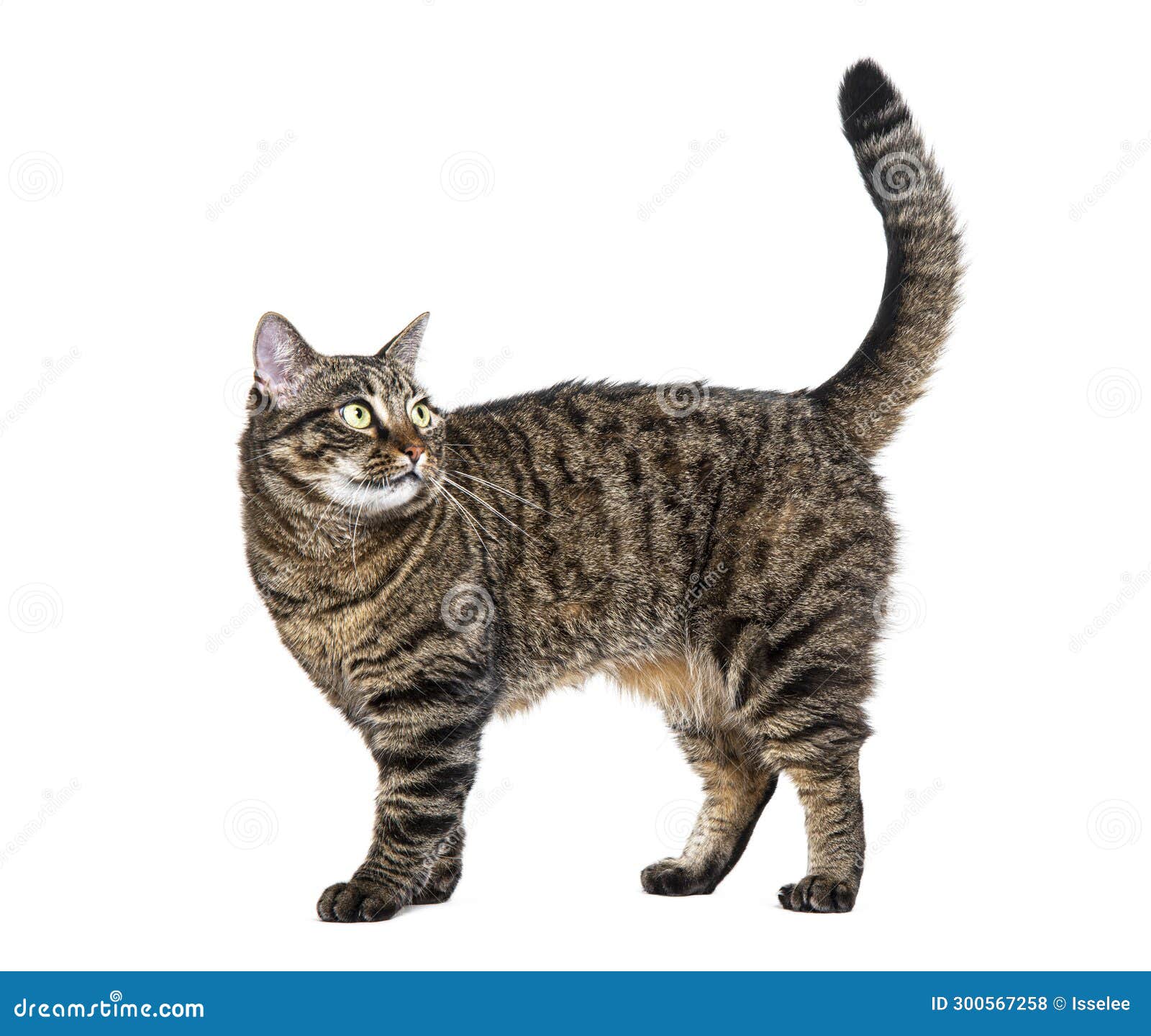 Side View of a Tabby Crossbreed Cat Standing, Isolated on White Stock ...