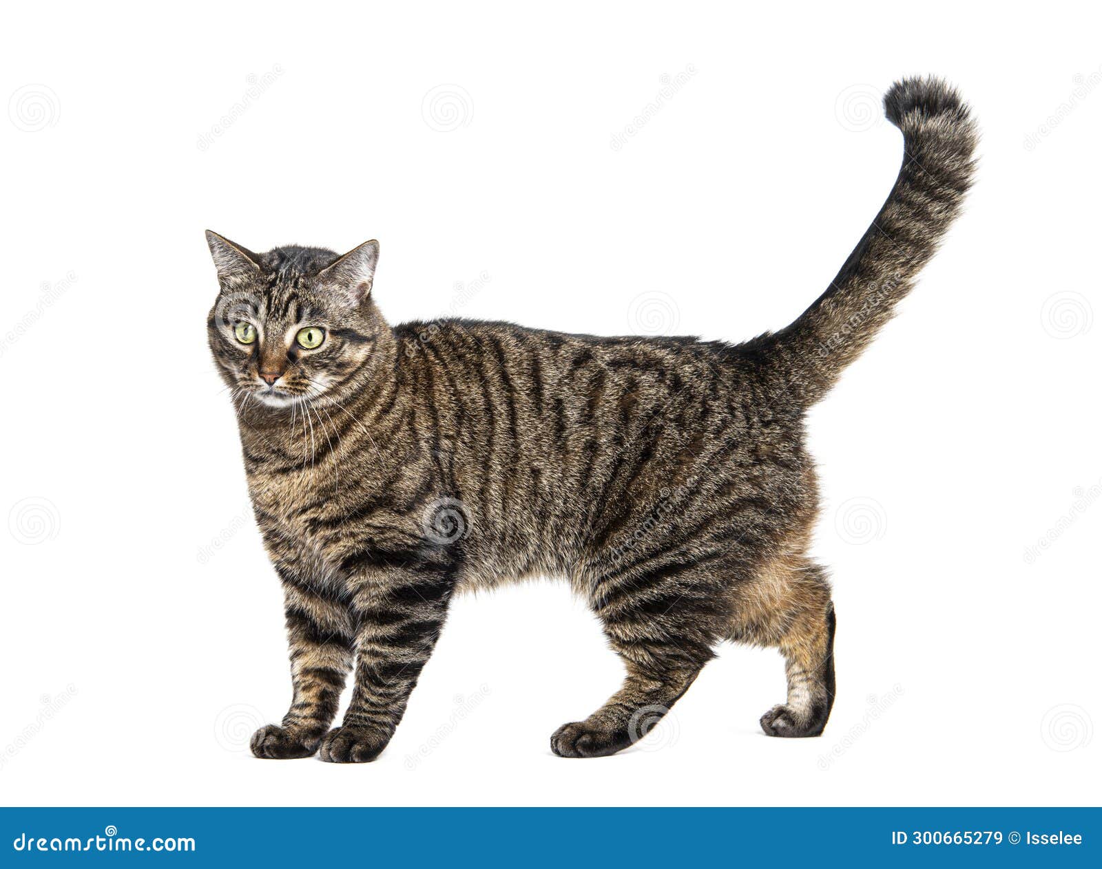 Side View of a Tabby Crossbreed Cat Standing, Isolated on White Stock ...