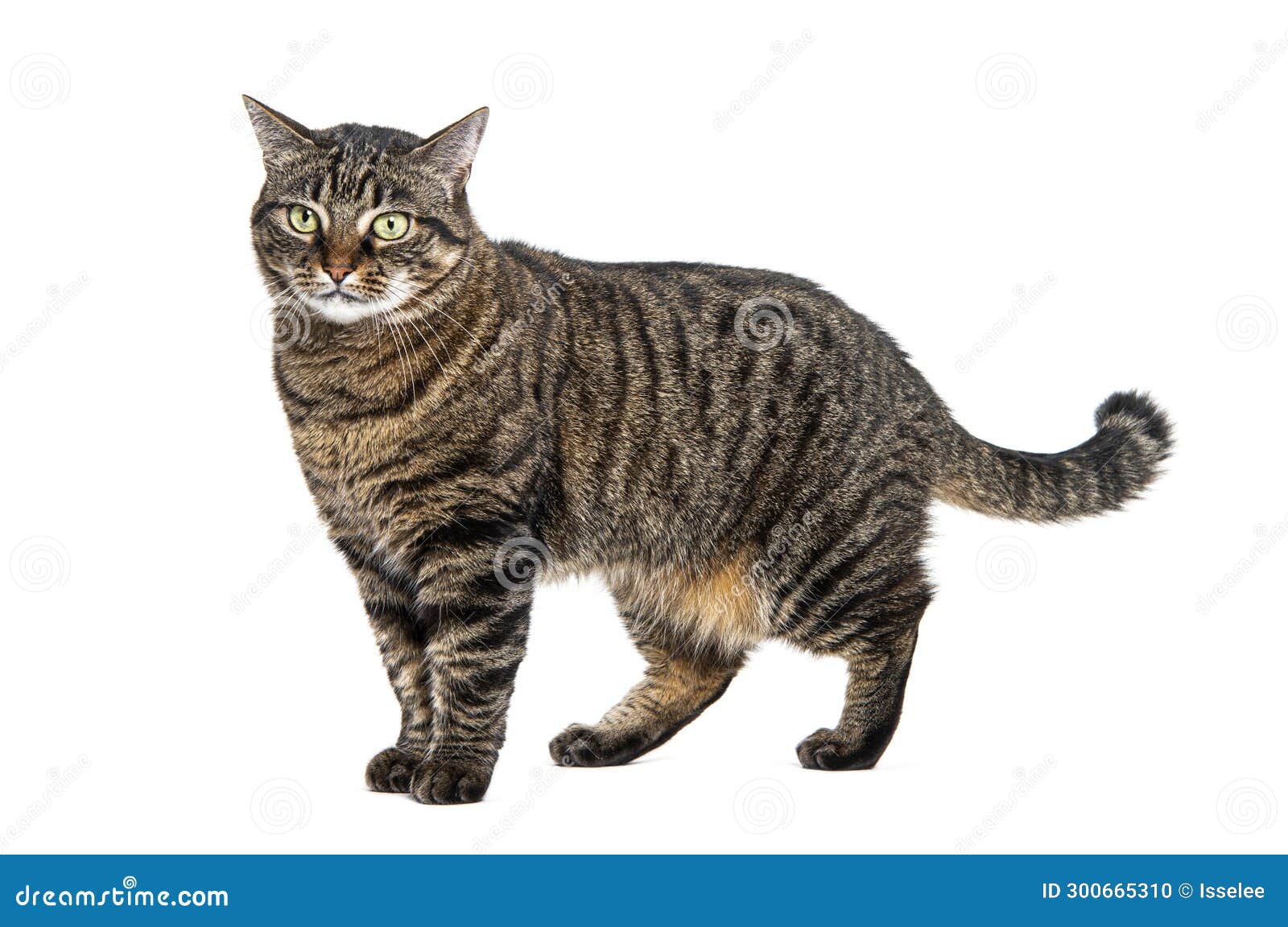Side View of a Tabby Crossbreed Cat Standing, Isolated on White Stock ...