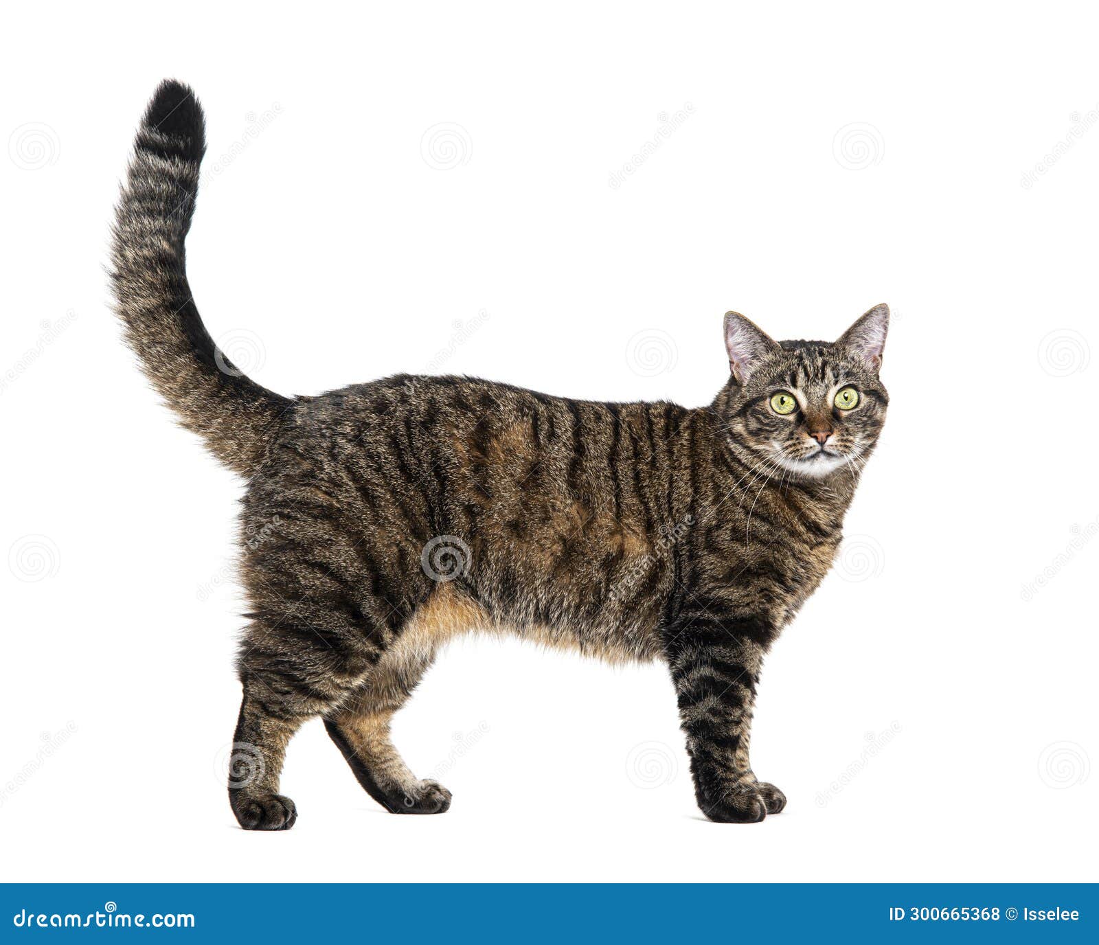 Side View of a Tabby Crossbreed Cat Standing, Isolated on White Stock ...