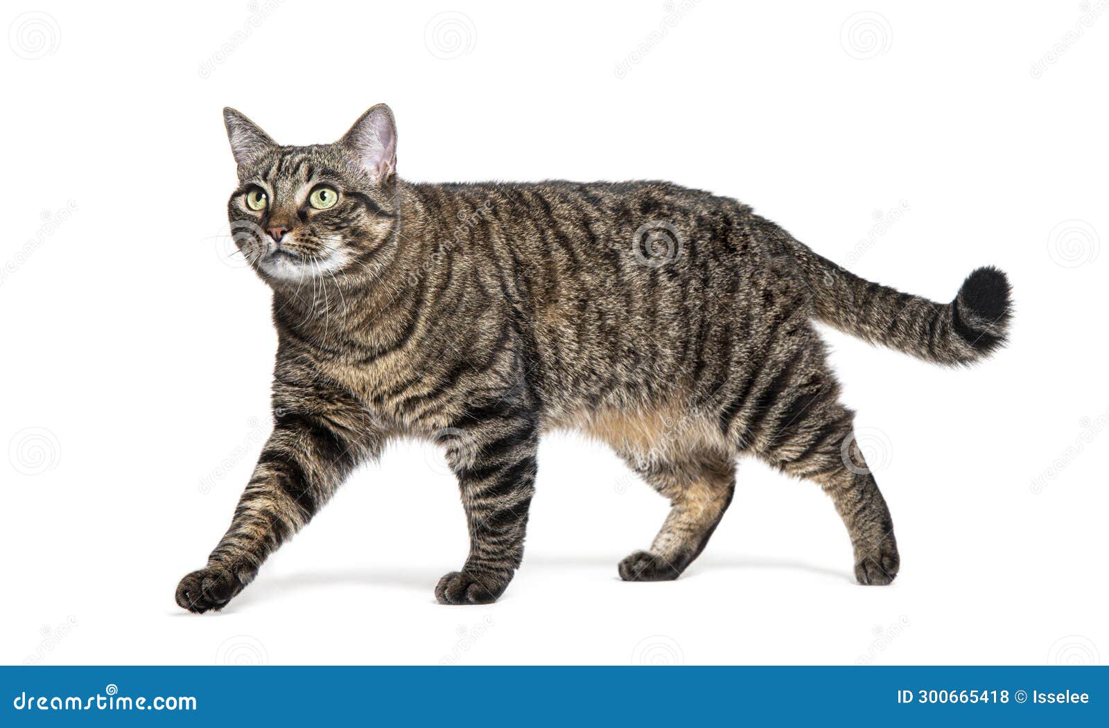 Side View of a Tabby Crossbreed Cat Walking and Looking Away, Isolated ...