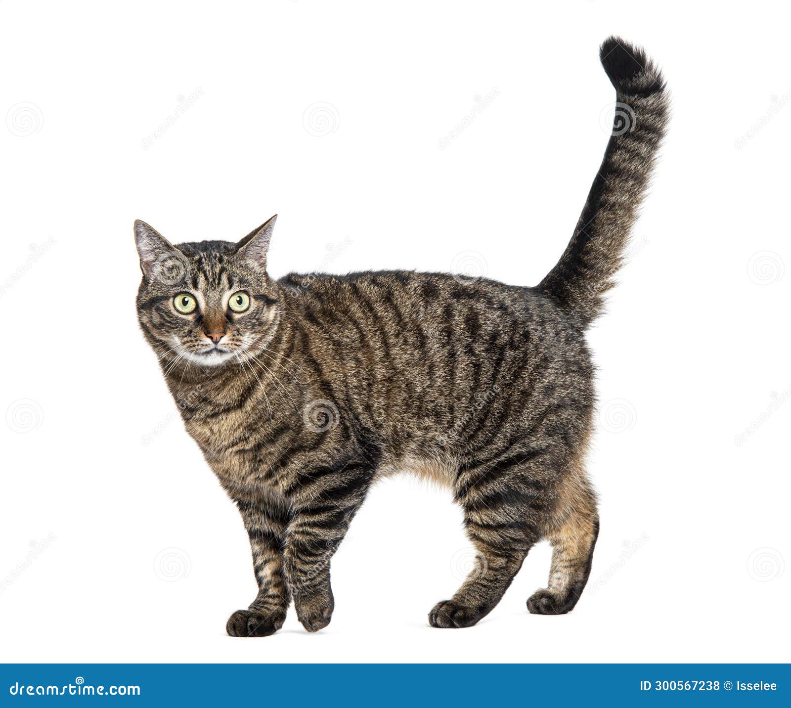 Side View of a Tabby Crossbreed Cat Walking and Looking at Camera ...