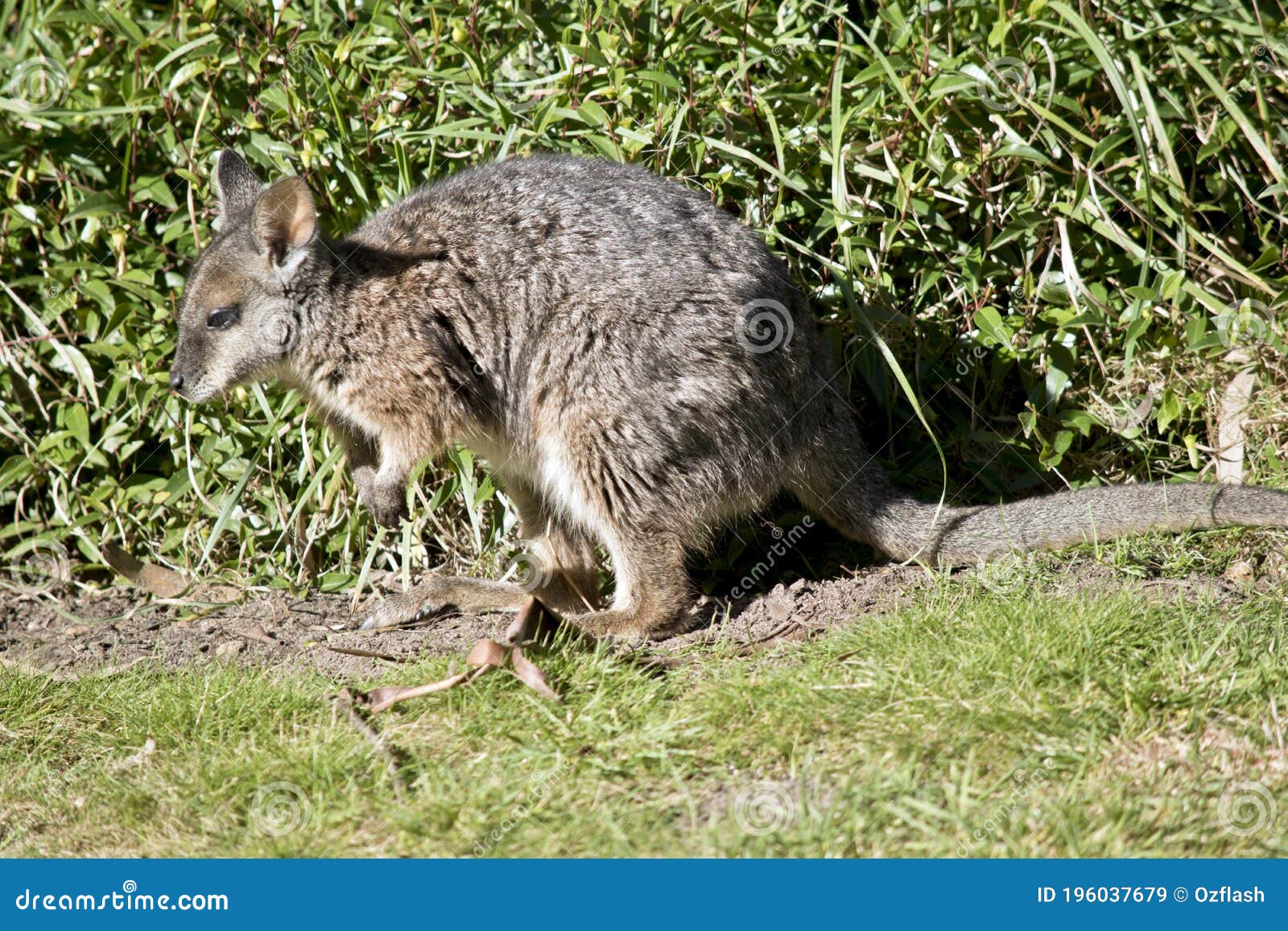 This is a Side View of a Tammar Wallaby Stock Image - Image of tammar ...