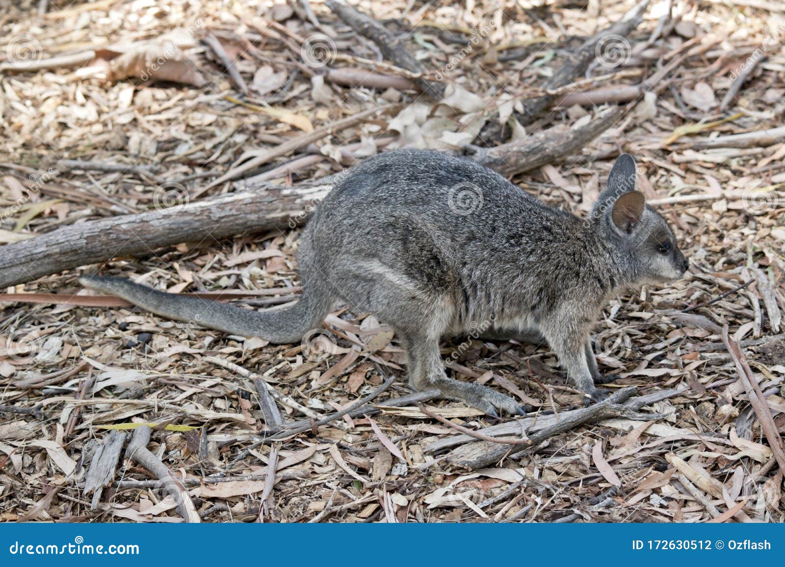 This is a Side View of a Tammar Wallaby Stock Photo - Image of wallaby ...