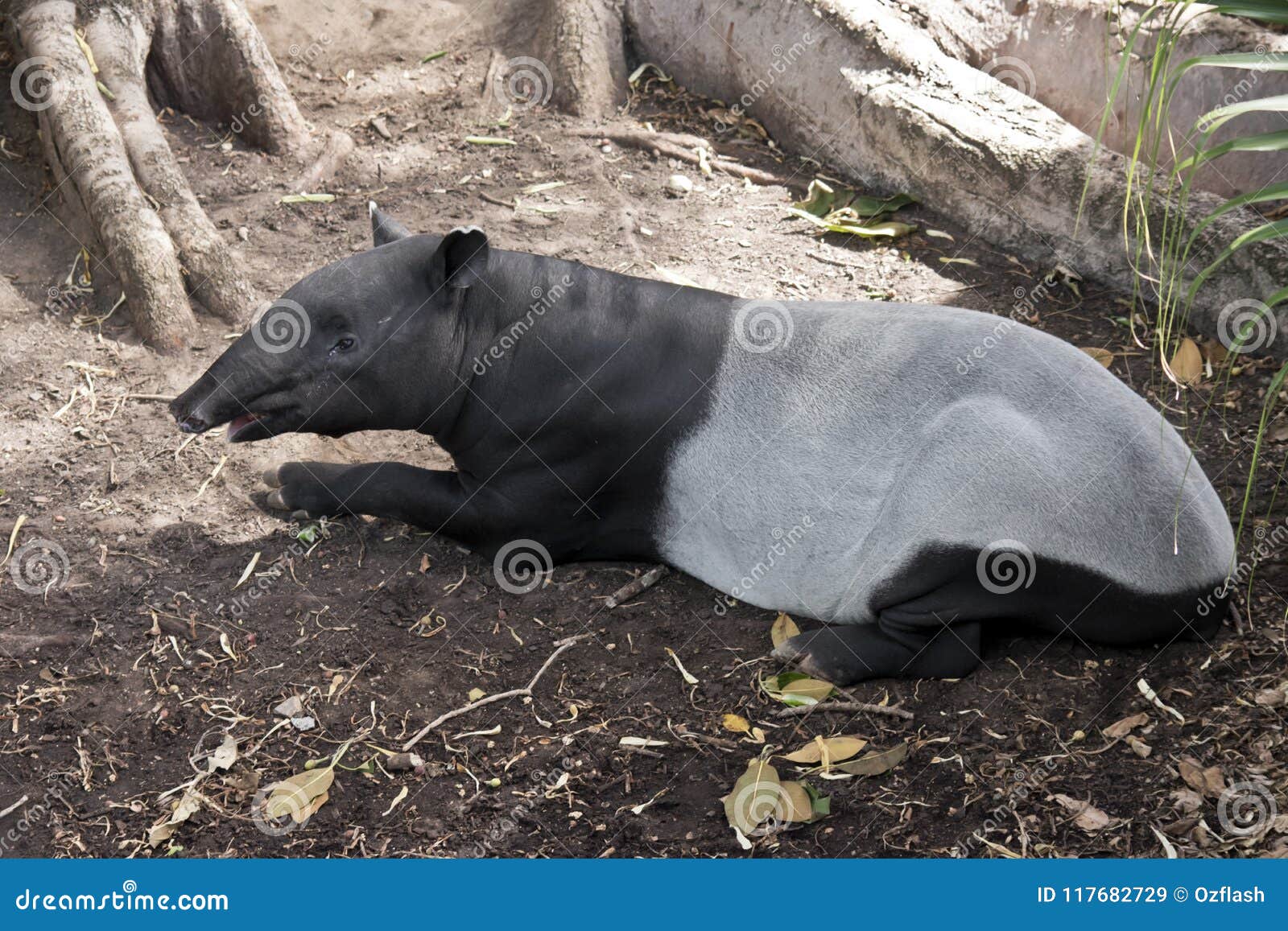 Tapir is resting stock image. Image of snout, grey, brown - 117682729
